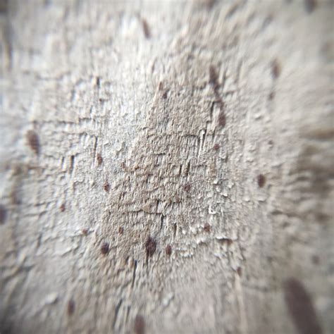 Macro Wood Texture Stock Image Image Of Leaf Nature 269409631