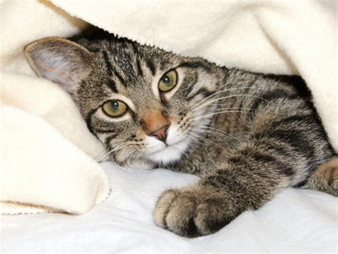 【獣医師執筆】猫が毛布を「もみもみ」「ふみふみ」飼い主さんや毛布を踏んでいるのはどんな理由？｜記事｜わんにゃ｜今日も明日もワンダフル！