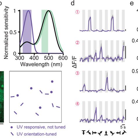 Pdf Neuronal Representation Of Ultraviolet Visual Stimuli In Mouse