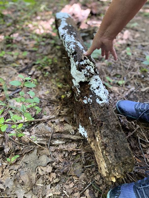 Log Roll Investigation — Learning Withoutdoors