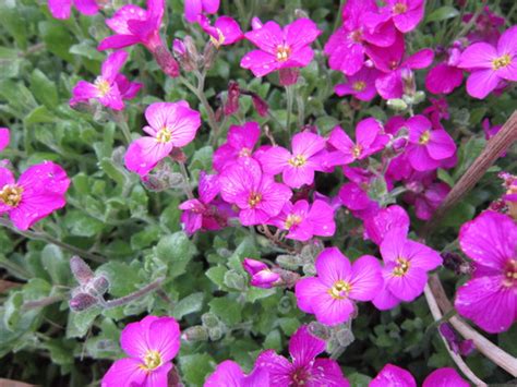 Perennials And Annuals Week 3 Flashcards Quizlet