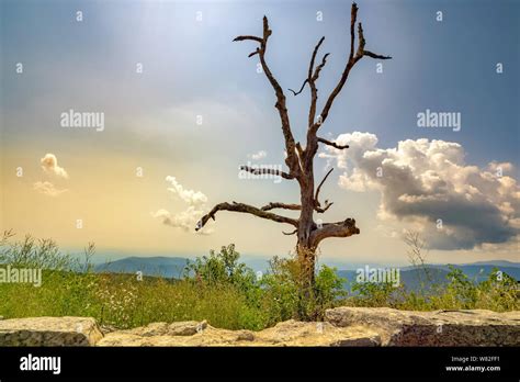 Dead Tree Along The Skyline Drive National Park The Skyline Drive Is
