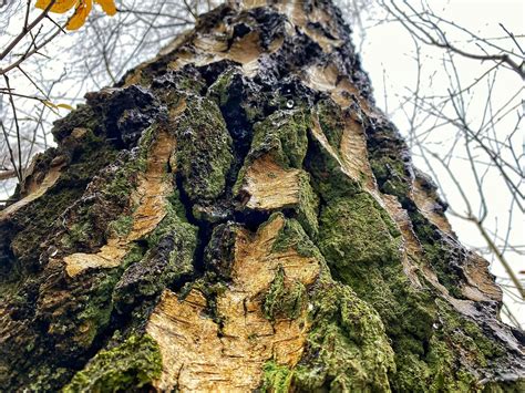 Tree Landscape Nature Free Photo On Pixabay Pixabay