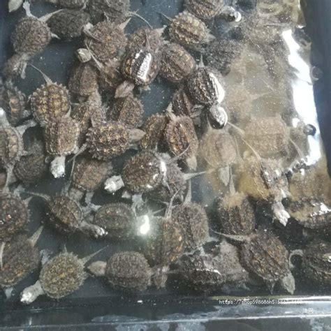 大鳄龟苗活体鳄鱼龟纯佛佛鳄刺鳄钓鱼龟乌龟食用鳄龟观赏出售批发 阿里巴巴