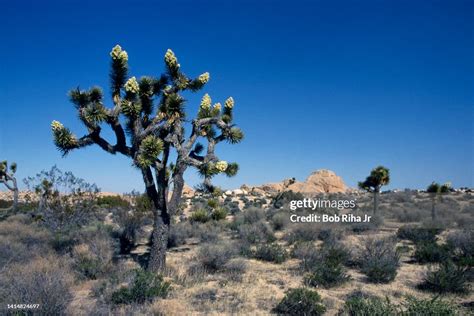 Joshua Trees Located Where Two Ecosystems Merge The Mojave And The