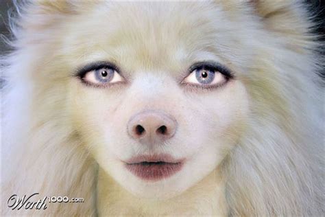 The Big Imageboard Tbib Blond Fur Blonde Hair Blue Eyes Canine Dog