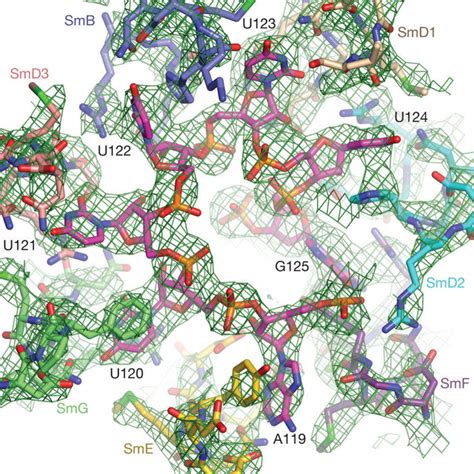 Assembled U4 U6 Snrnp Accumulates In Cajal Bodies After Hprp22 And Download Scientific Diagram