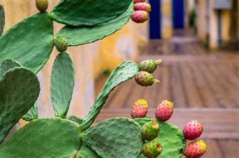 Conoce La Importancia De Integrar El Nopal En Tu Alimentación