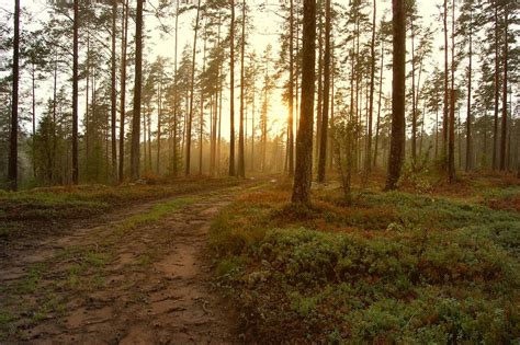 Do Pine Trees Drip Sap Explained