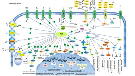 Hh Signaling Pathway