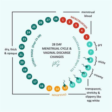 Period Cycle Discharge