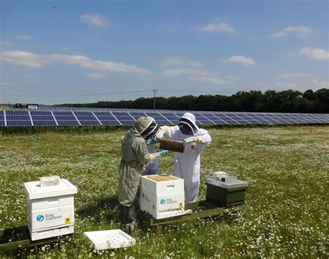 Understanding Honey Bee Behaviour · Renewable Investments Low Carbon