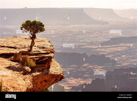Tree Growing On Edge Cliff Hi Res Stock Photography And Images Alamy