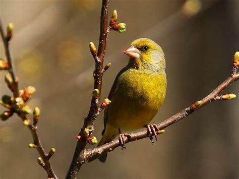森の自然誌野鳥野鳥リストアオカワラヒワ