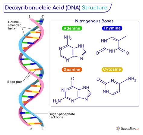 Phosphate Structure In Dna