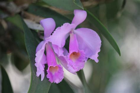 Más De 500 000 Imágenes Gratis De Flores Orquideas Y Naturaleza Pixabay