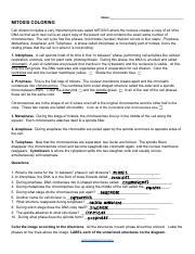 Mitosis Coloring Pdf Name Mitosis Coloring Cell Division