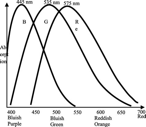 Spectral Response Curve Corresponding To Photopigments Download