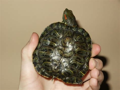 Deformed Shellis It Possible To Correct Big Pond Turtle Forum