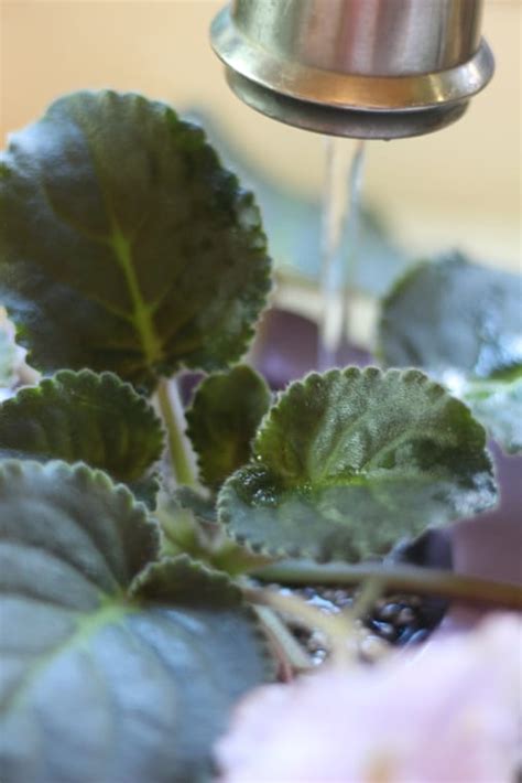 Is Leaching Important For Your Plants And Why Should You Do It The