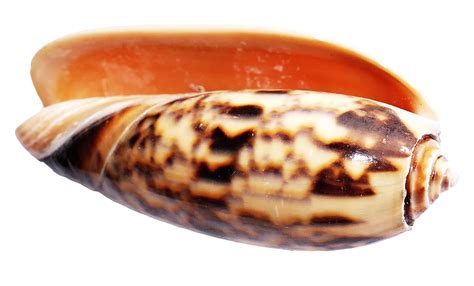 [300 ] Shell Png Images Page 2