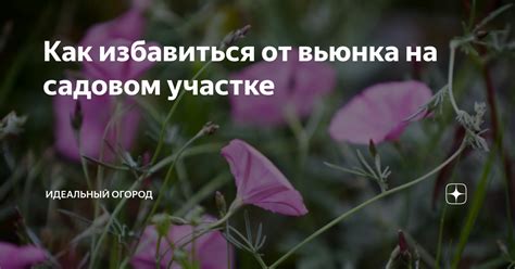 Как избавиться от вьюнка на садовом участке | Идеальный огород | Дзен