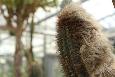 Golden Locks Porn Pic