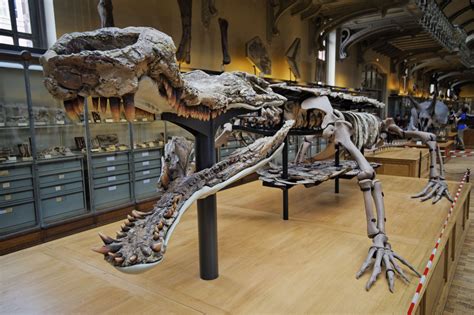 Mega Croc Scute Sarcosuchus Fossil Mini Museum
