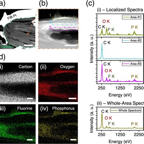 Stem Eds Of A Graphite Particle Cross Section From The Gr Lp Sample Download Scientific
