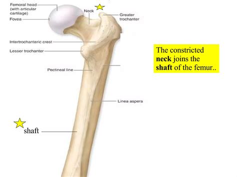 07 Appendicular Skeleton Pelvic Girdle And Lower Limbs Ppt