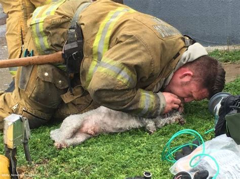 Bombeiro salva cachorro respiração boca a boca após incêndio