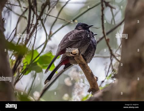 Common Indian Birds