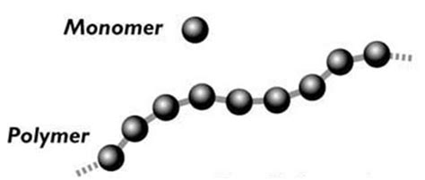 MAUSome monomers and polymers 9th - 12th Grade Quiz | Wayground ...