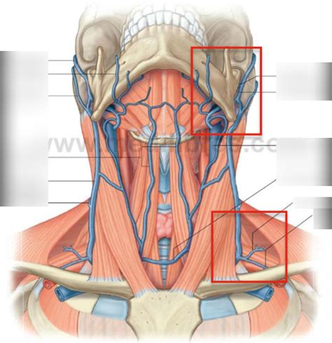 Venas Superficiales Del Cuello Diagram Quizlet