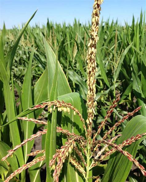 High Humidity Can Disrupt Pollen Shed In Corn Pioneer® Seeds