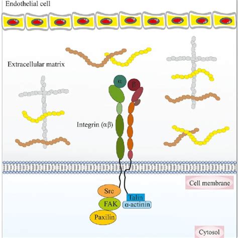 The Association Between Integrins And The Extracellular Matrix Ecm In Download Scientific