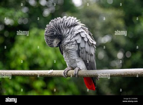 Congo Grey Parrot Bird Preening And Shaking Off Water Mandai Bird