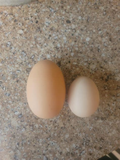 Giant Fucking Egg Normal Eg For Scale Uraisins1