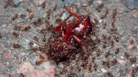 Small Aggressive Ants Attack A Large Black Live Cockroach At Night And