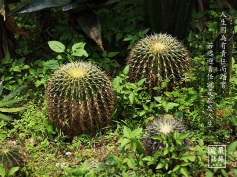 靜思語 人生因為有責任而踏實， 若逃避責任就是虛度人生。