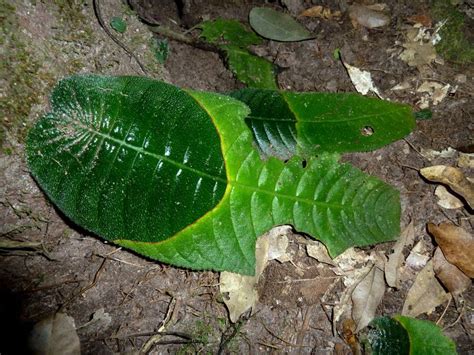 Tree Leaf Abscission And Cellular Senescence