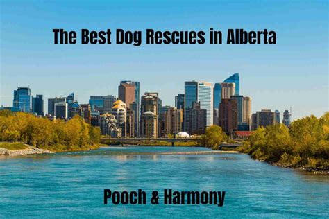 9 Favorite Dog Rescues In Alberta Pooch And Harmony