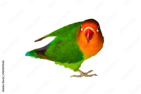 Fischers Lovebird On A White Background The Fischers Lovebird