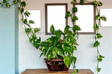 Pothos Vs Philodendron 4 Differences To Tell Them Apart Purely Plant