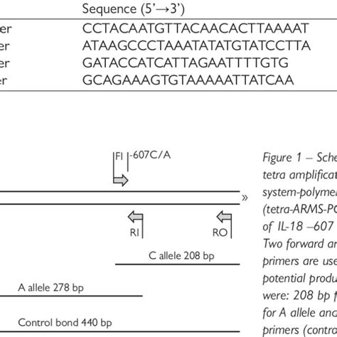 Primers Used For Polymorphism Determination Download Table