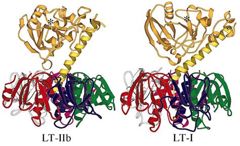 Crystal Structure Of A New Heat Labile Enterotoxin Lt Iib Structure