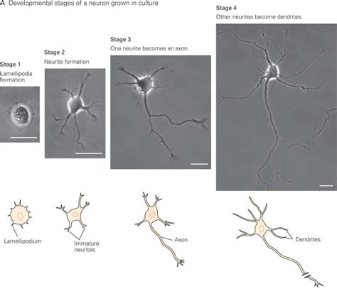 The Growth And Guidance Of Axons Neupsy Key