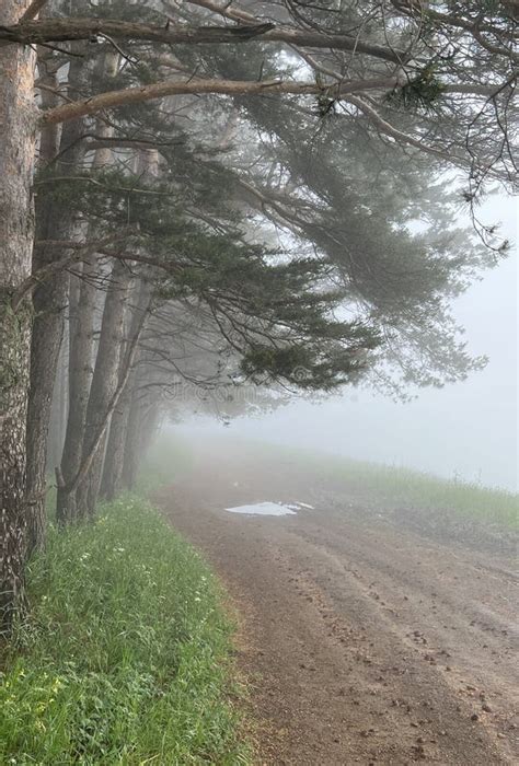 Trees In The Fog A Path In The Field A Forest Belt In The Fog