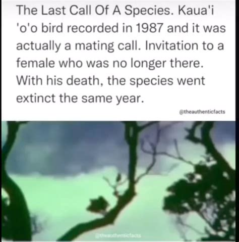 Last Bird Of A Species Making Mating Calls In Vain Rmademecry
