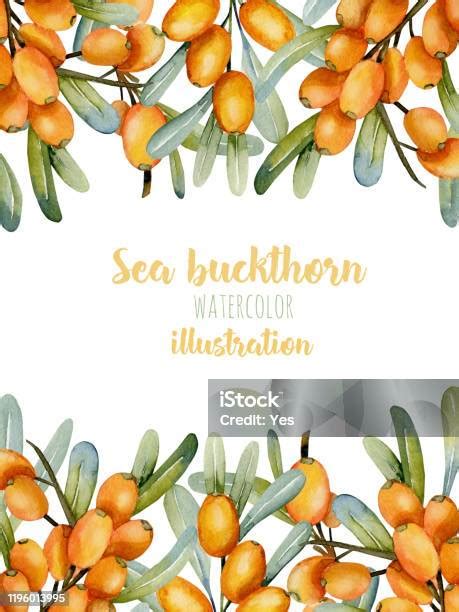 수채화 바다 갈매 나무속 분기 프레임 테두리 배경 흰색 배경에 그려진 손으로 카드 템플릿 가을에 대한 스톡 벡터 아트 및 기타 이미지 Istock